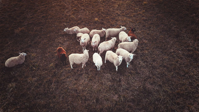 High angle view of sheep on field | ID: 132580267