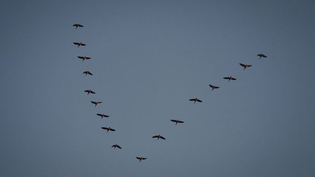 Low angle view of birds flying against clear | ID: 93200871