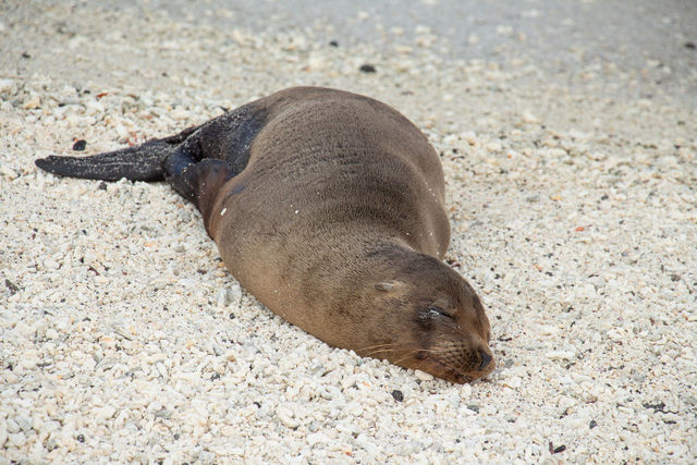 High angle view of sea lion | ID: 162599210