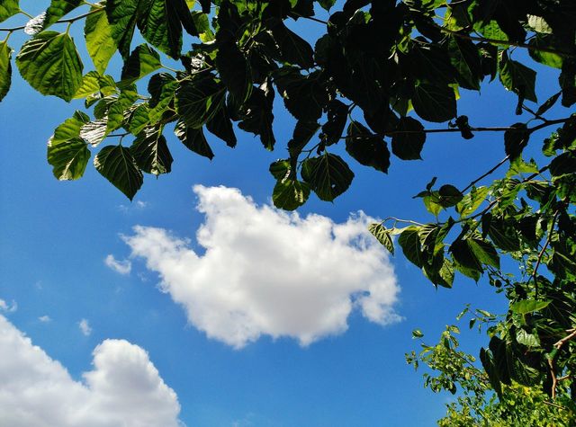 Low angle view of trees against sky | ID: 67486747