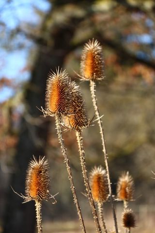 Close-up of thistle on plant | ID: 100745031