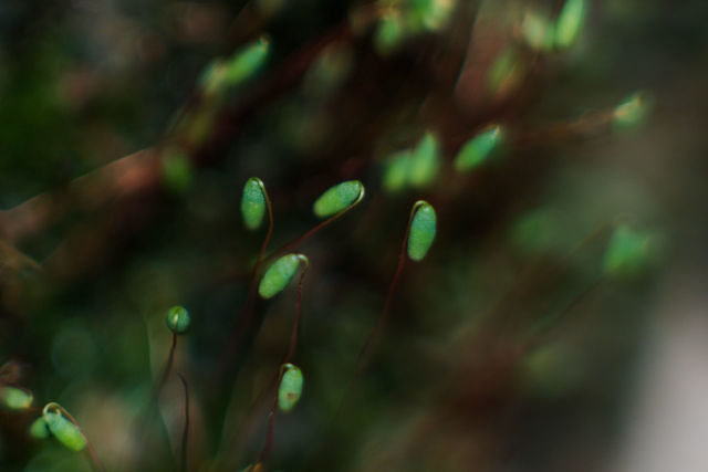 Close-up of plants | ID: 123050423