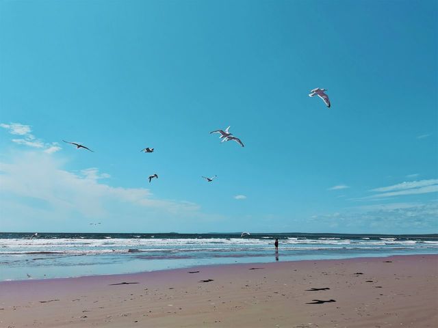 Flock of birds flying over beach against sky | ID: 151155786